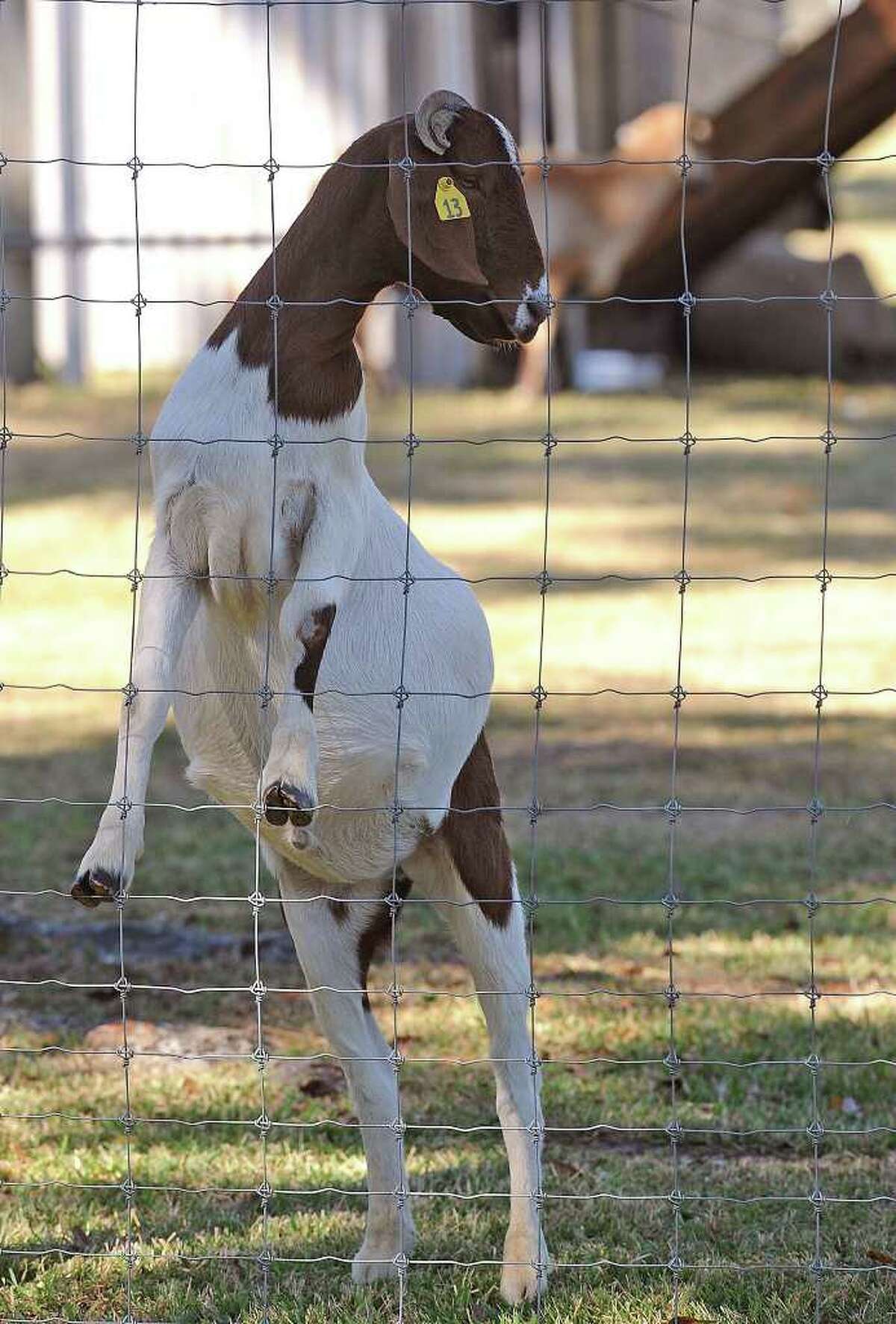 Goats go upscale on boulevard farm