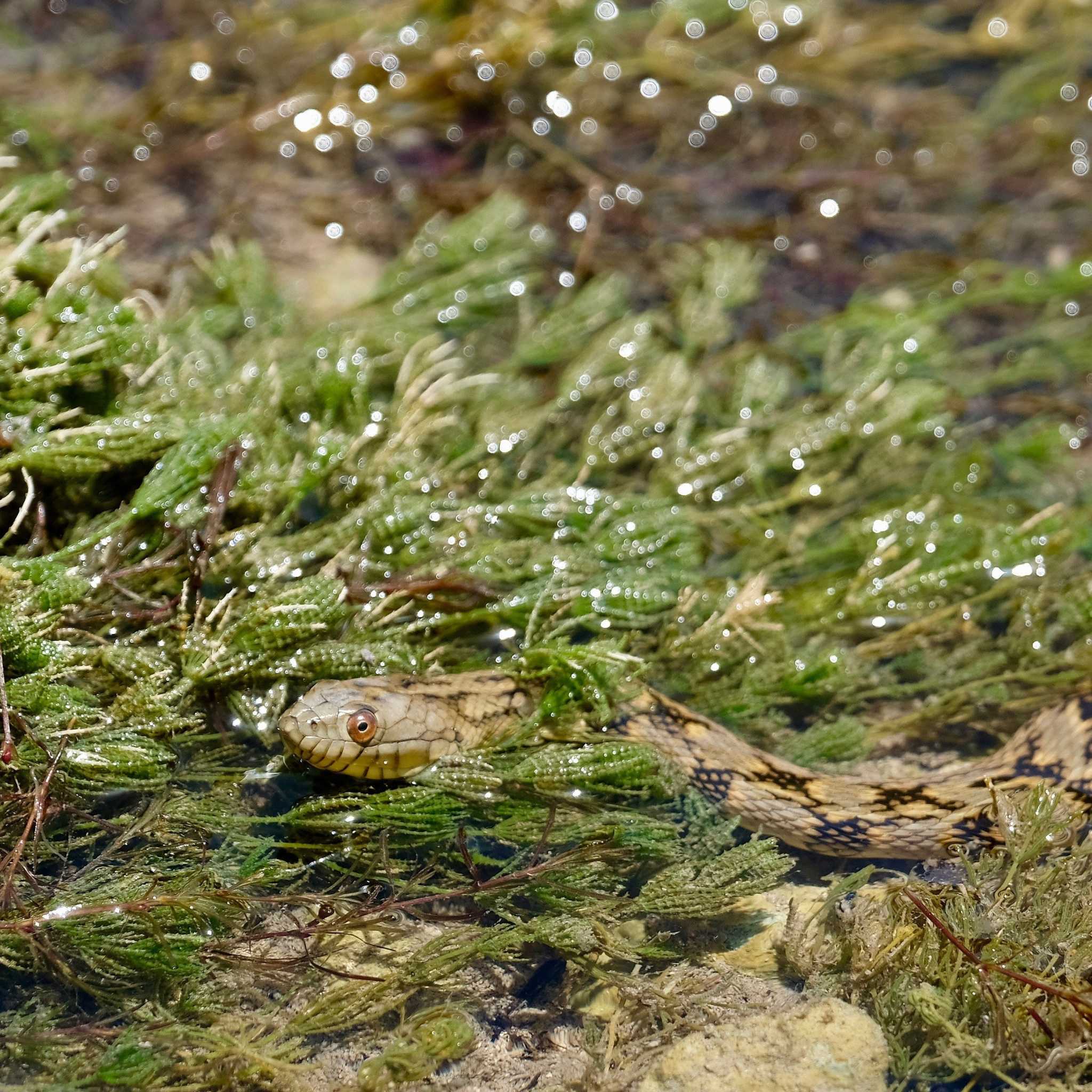 Texas A&M baseball: 5 takeaways from Aggies scrimmage vs Sam Houston