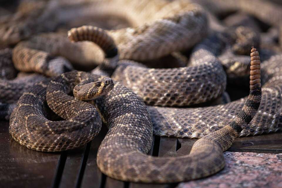 Snakes on the plains? 7 places in Texas with the most rattlesnakes