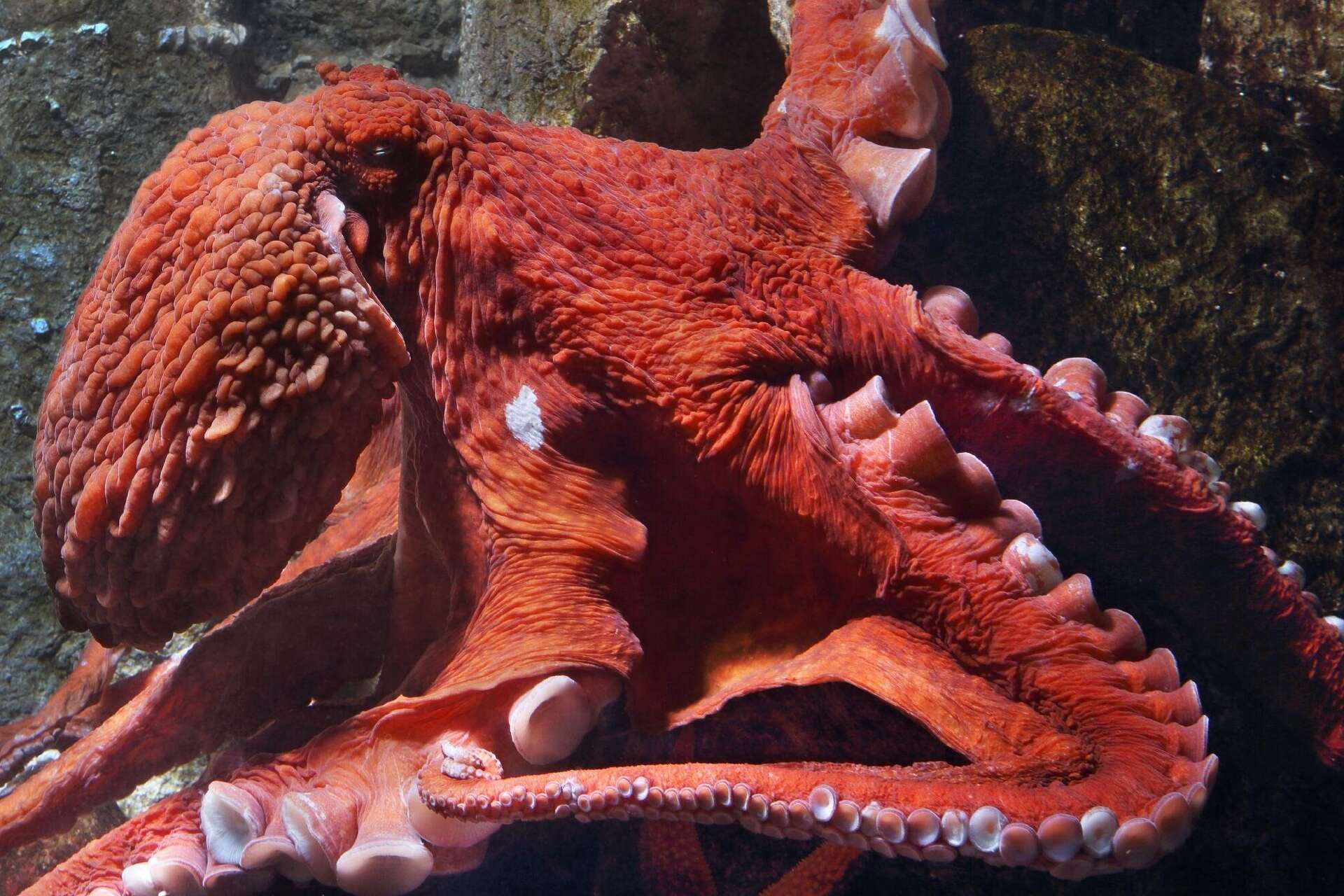 San Antonio aquarium under fire after octopus injures 6-year-old