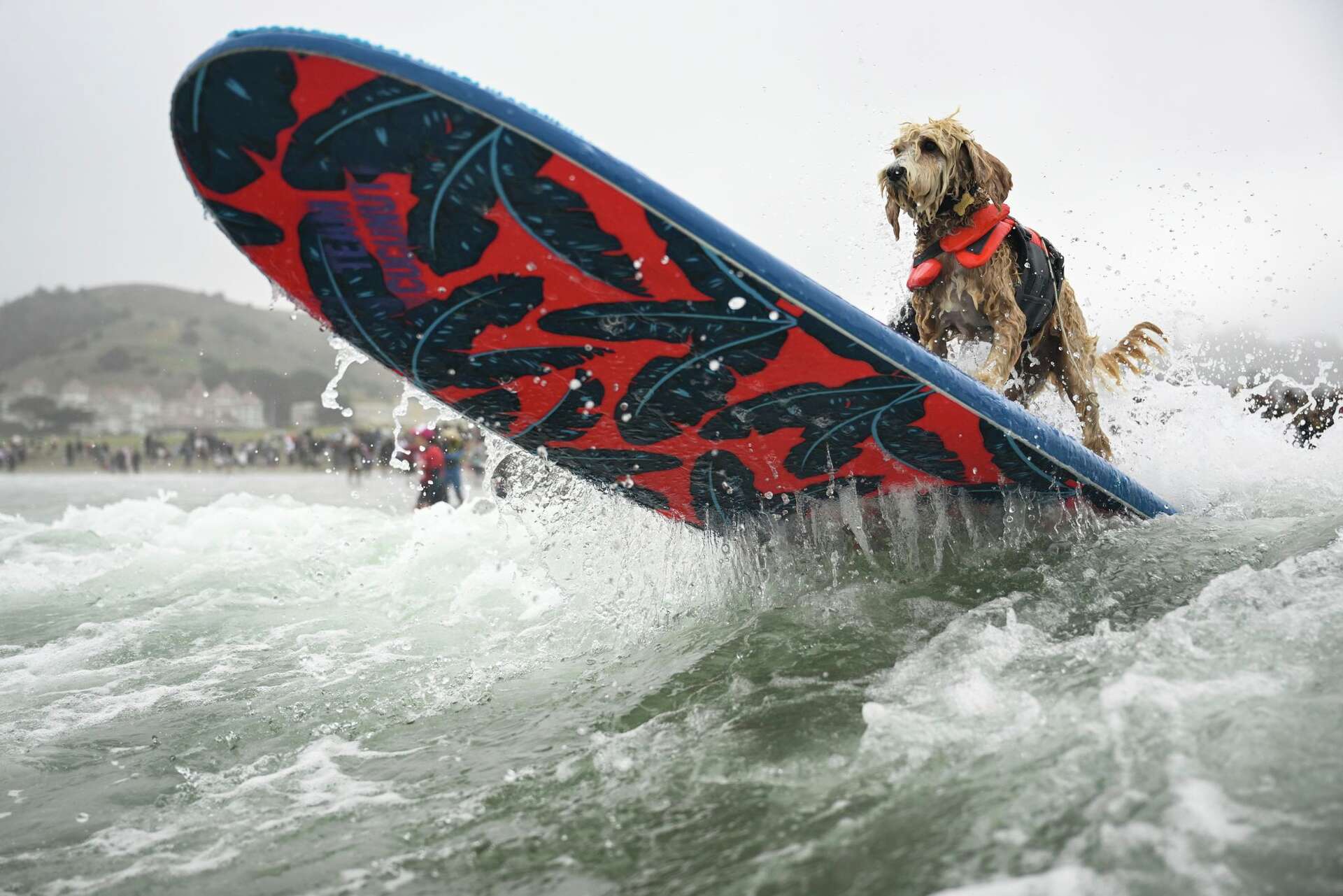 Wave-riding canines compete in the World Dog Surfing Championships