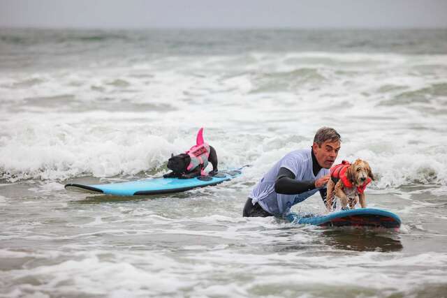 World Dog Surfing Championships: Big waves, huge crowd