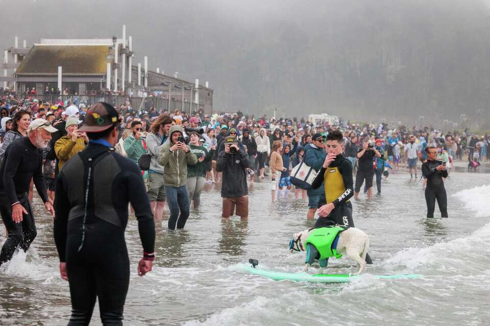 World Dog Surfing Championships: Big waves, huge crowd
