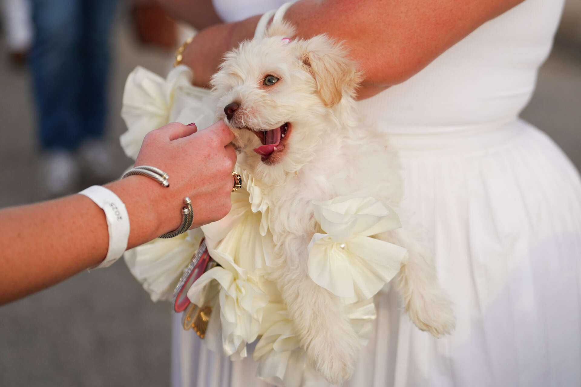 White Linen Night 2025: Heights event drew more than 14,500 people