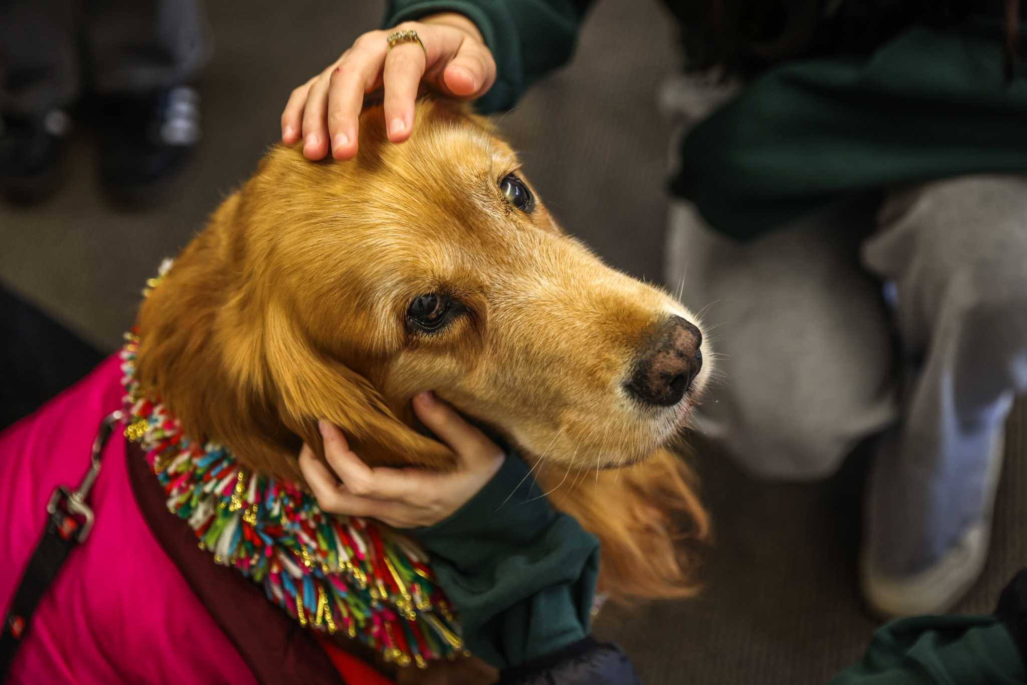 Bay Area therapy dog, after comforting people for years, needs help