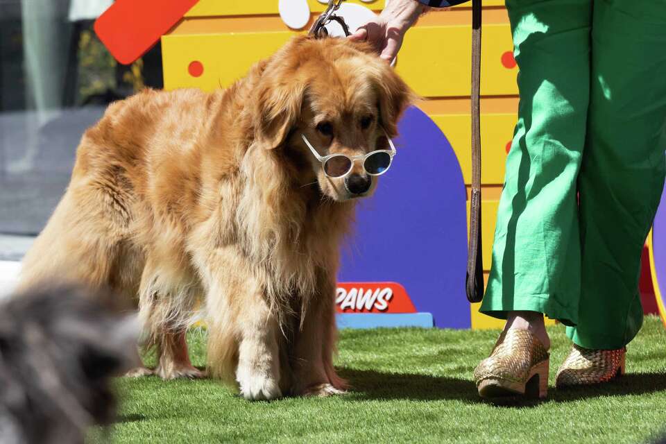 Bay Area therapy dog, after comforting people for years, needs help
