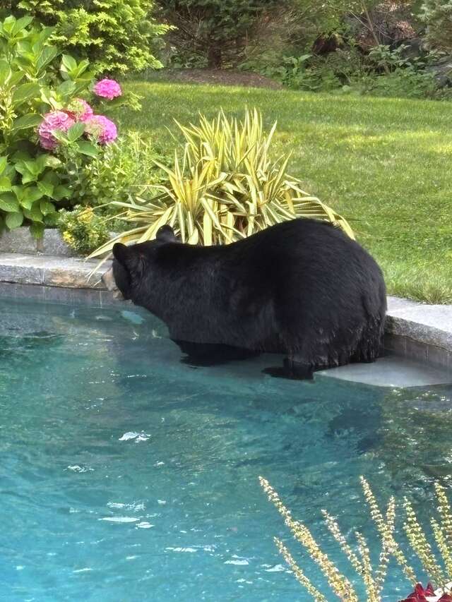 Watch: Black bear takes a dip in Connecticut resident's pool