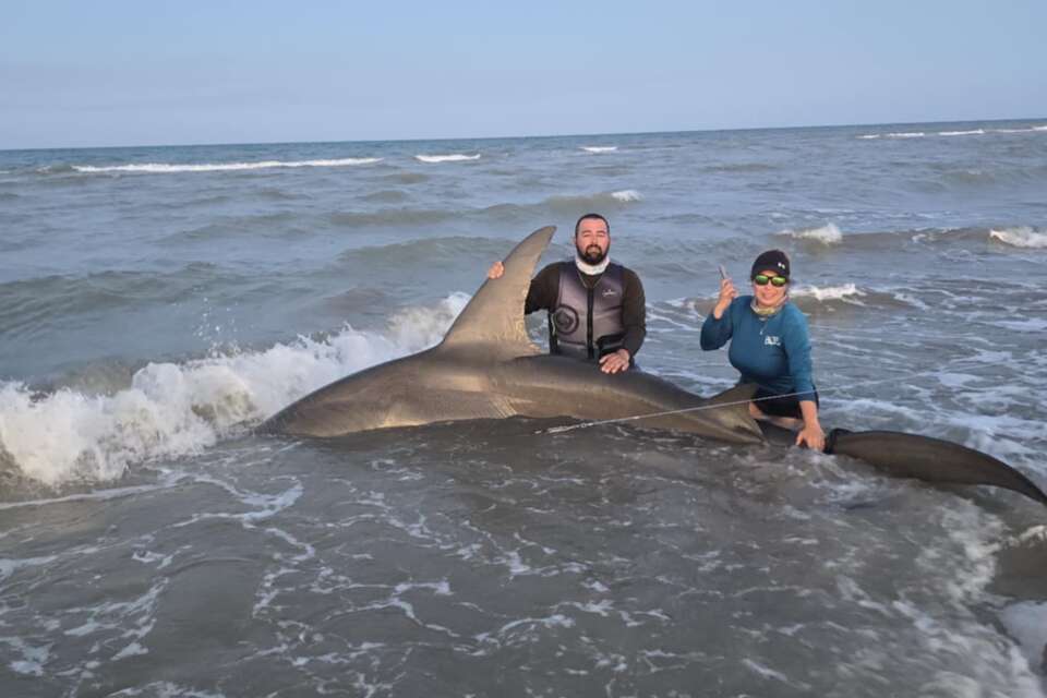 South Texas angler catches near-historic giant hammerhead shark