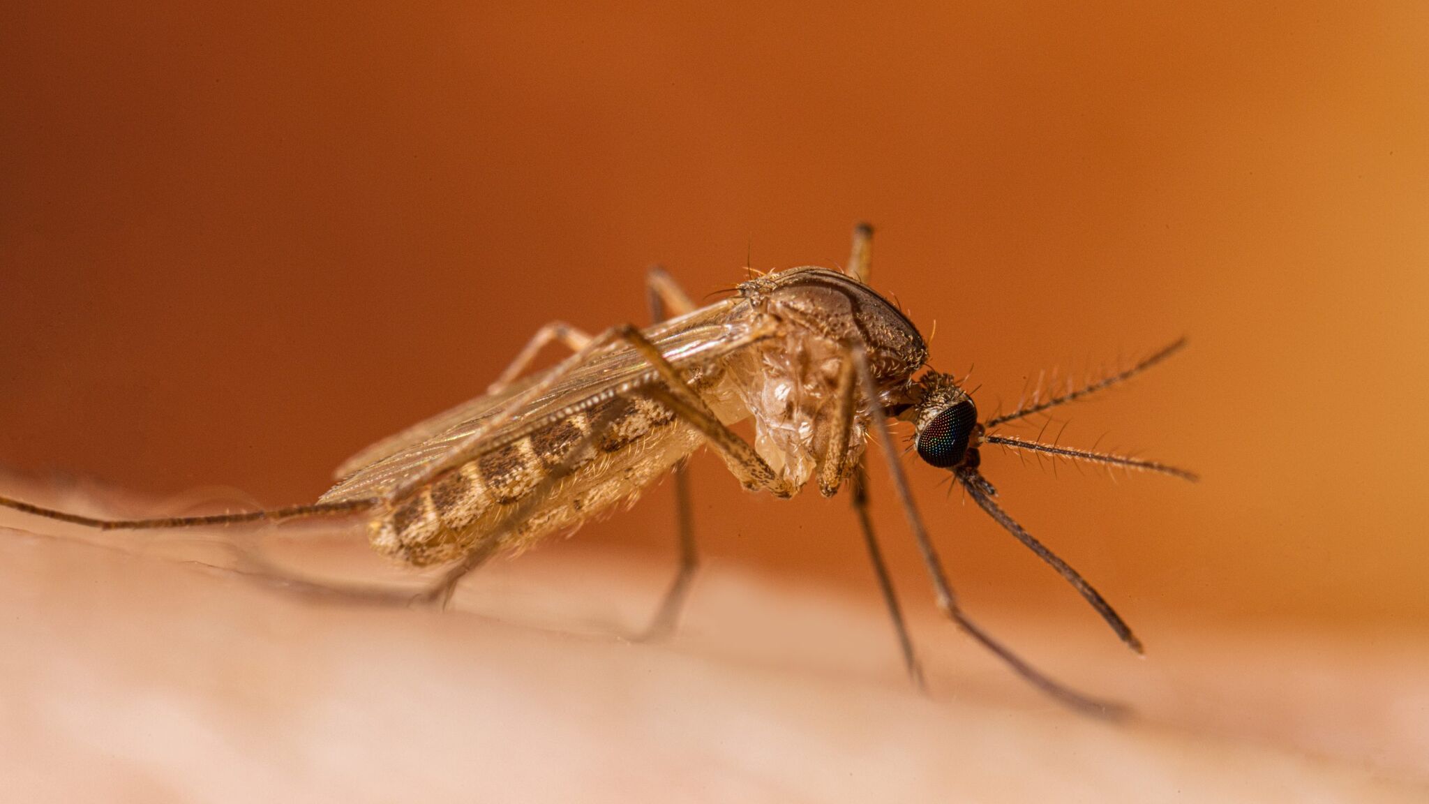 Officials: West Nile virus found in mosquitoes in 21 CT towns in 2025
