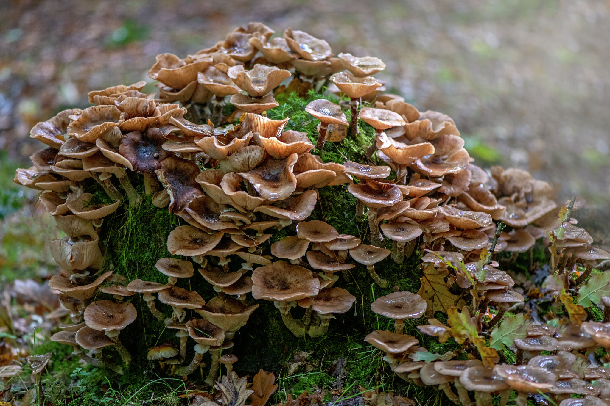 Michigan mushrooming clinics to teach safe foraging and cooking skills