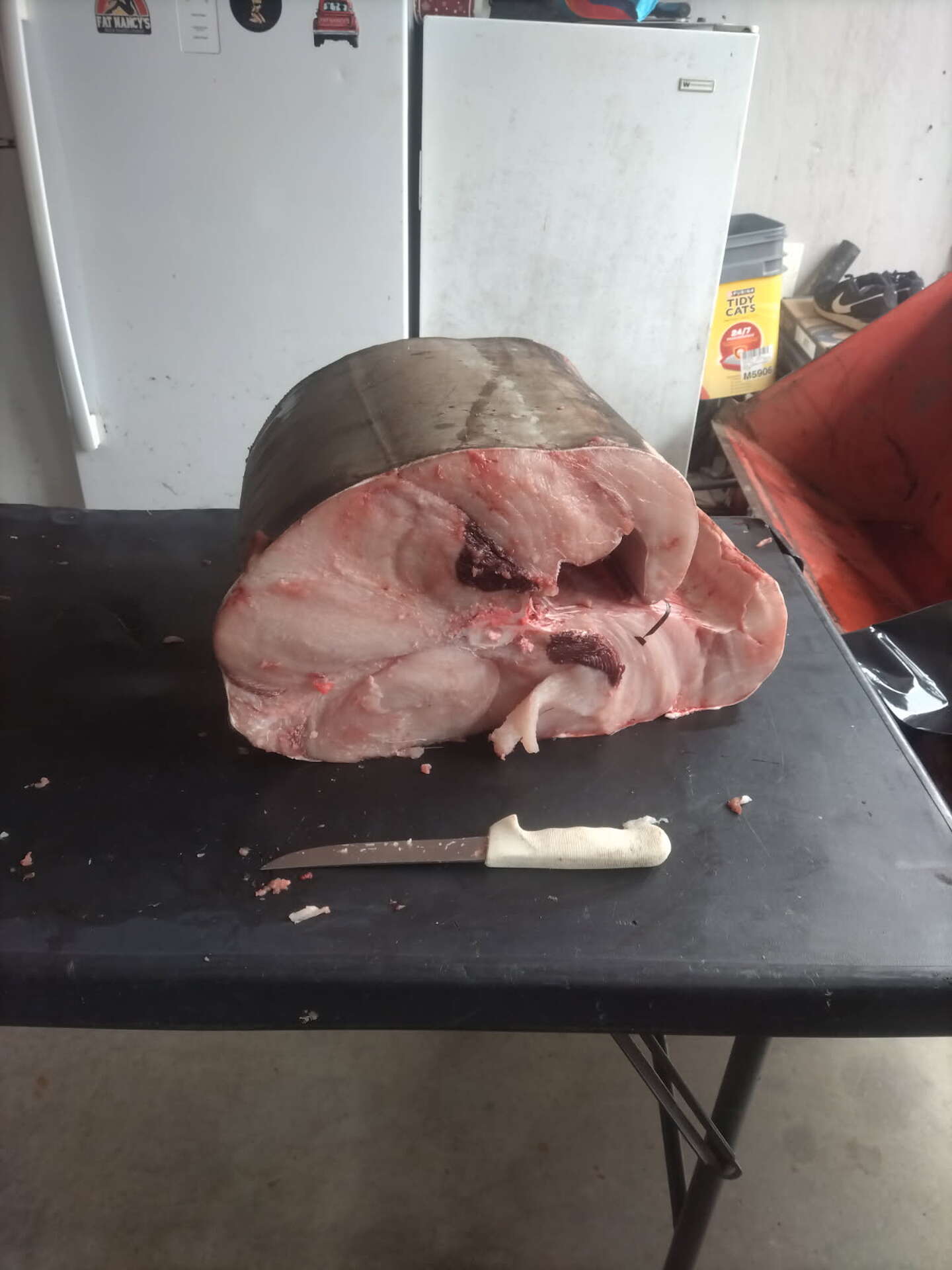 CT man's catch of huge shark near Fishers Island could be state record