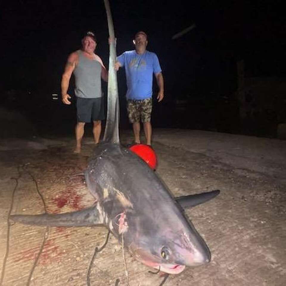 These 7 sharks hold Connecticut records for their size