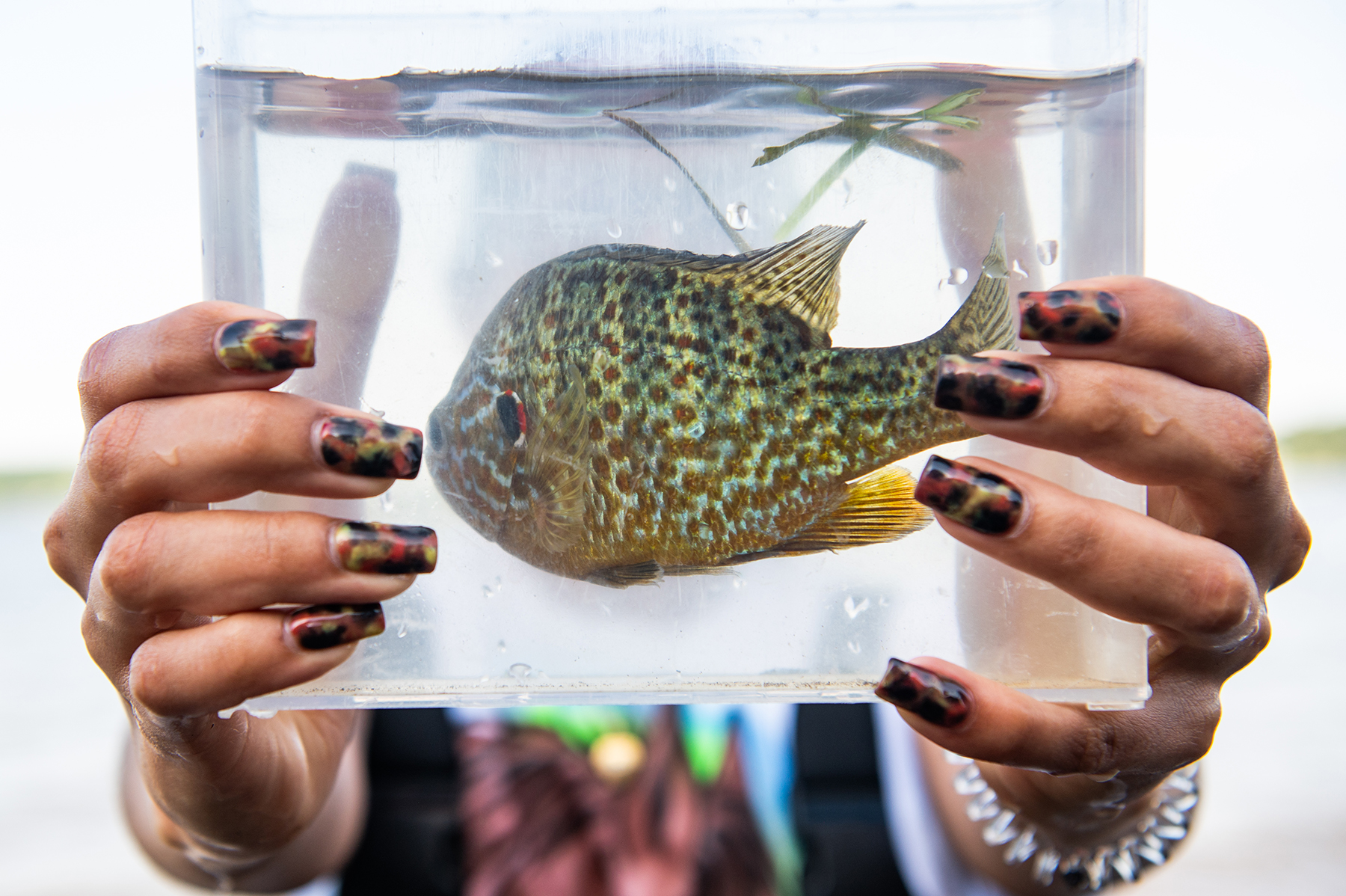 Great Hudson River Fish Count catalogs species in the river