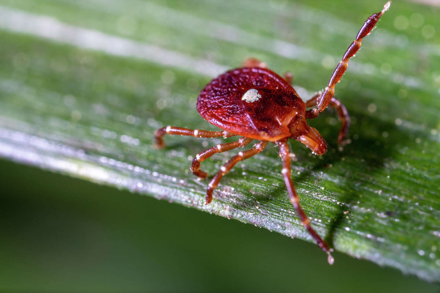 Meet the lone star tick, it's giving Texans a 'red meat allergy'
