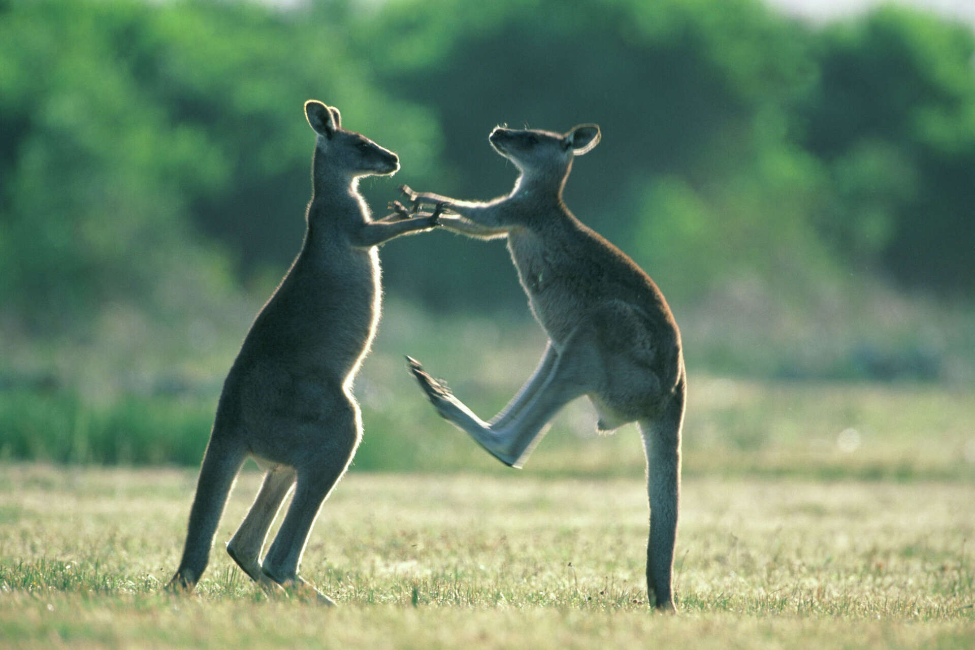 kangaroo bite force