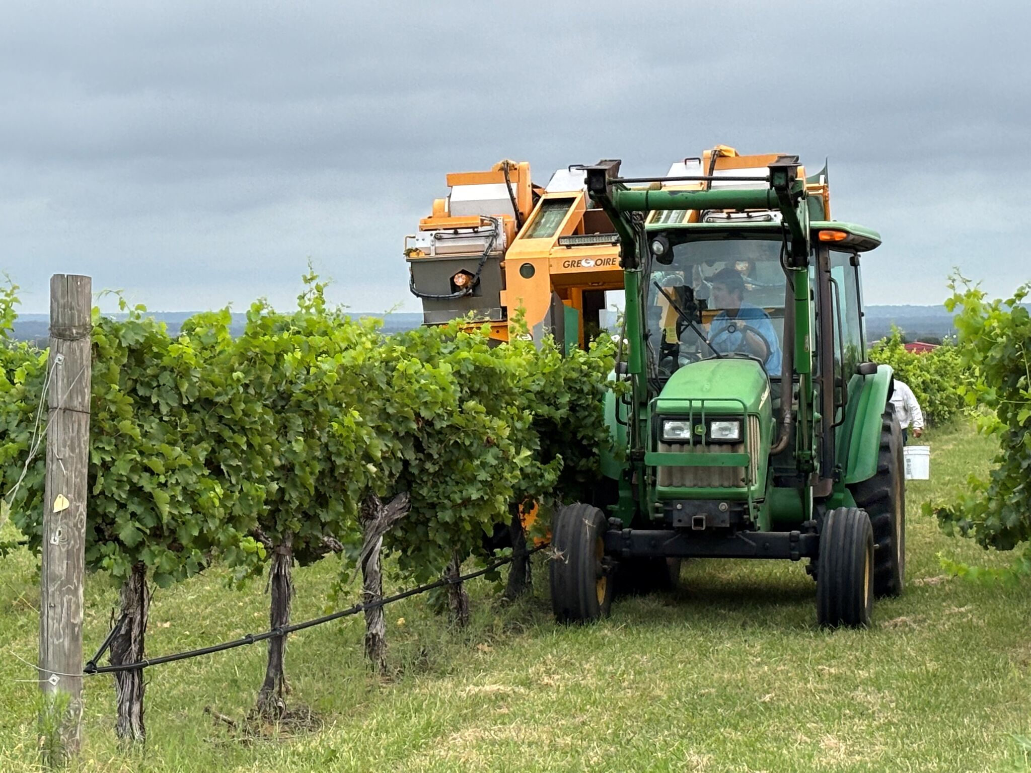 Hand-picked grapes or those harvested by machinery. Which is better?