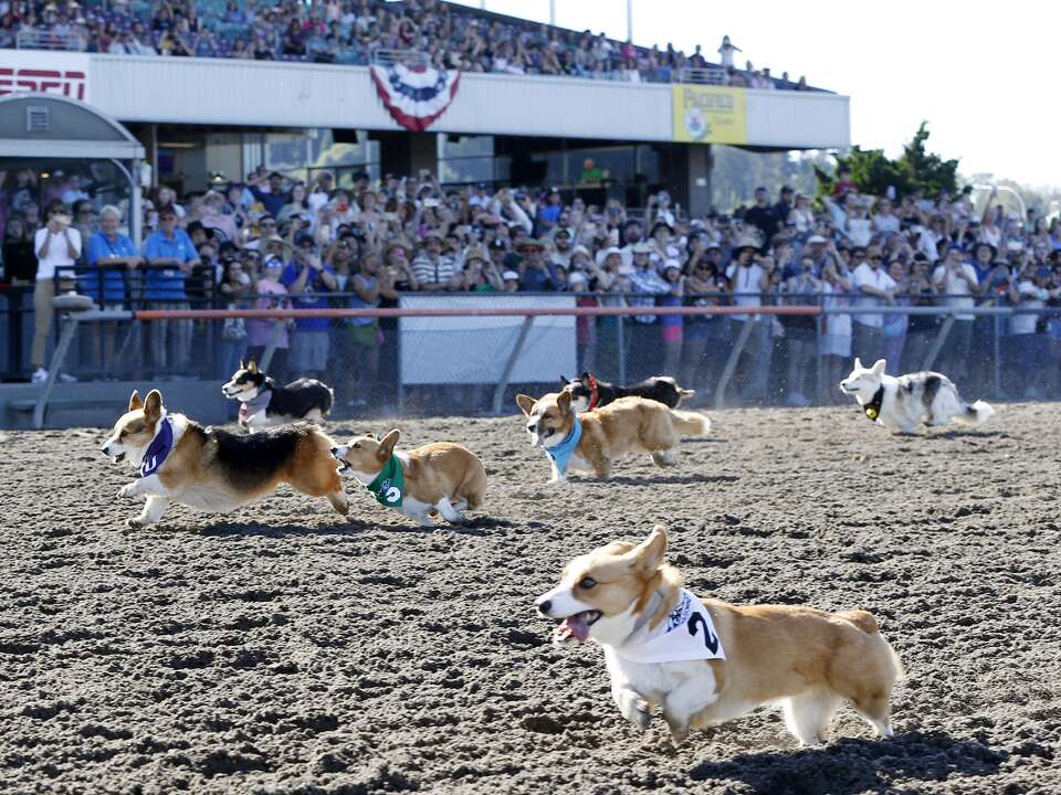 Saratoga track's 1st Corgi Cup is this weekend