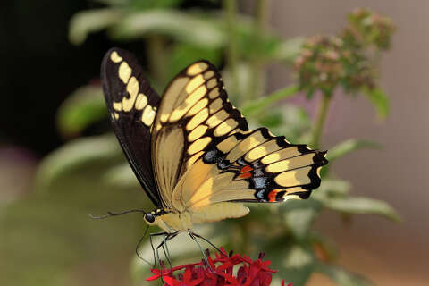 Attract queen, swallowtail and more butterflies to your garden