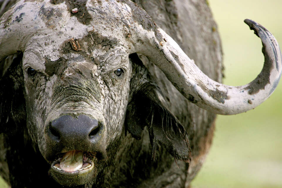 Texas millionaire hunting buffalo in Africa is killed by buffalo
