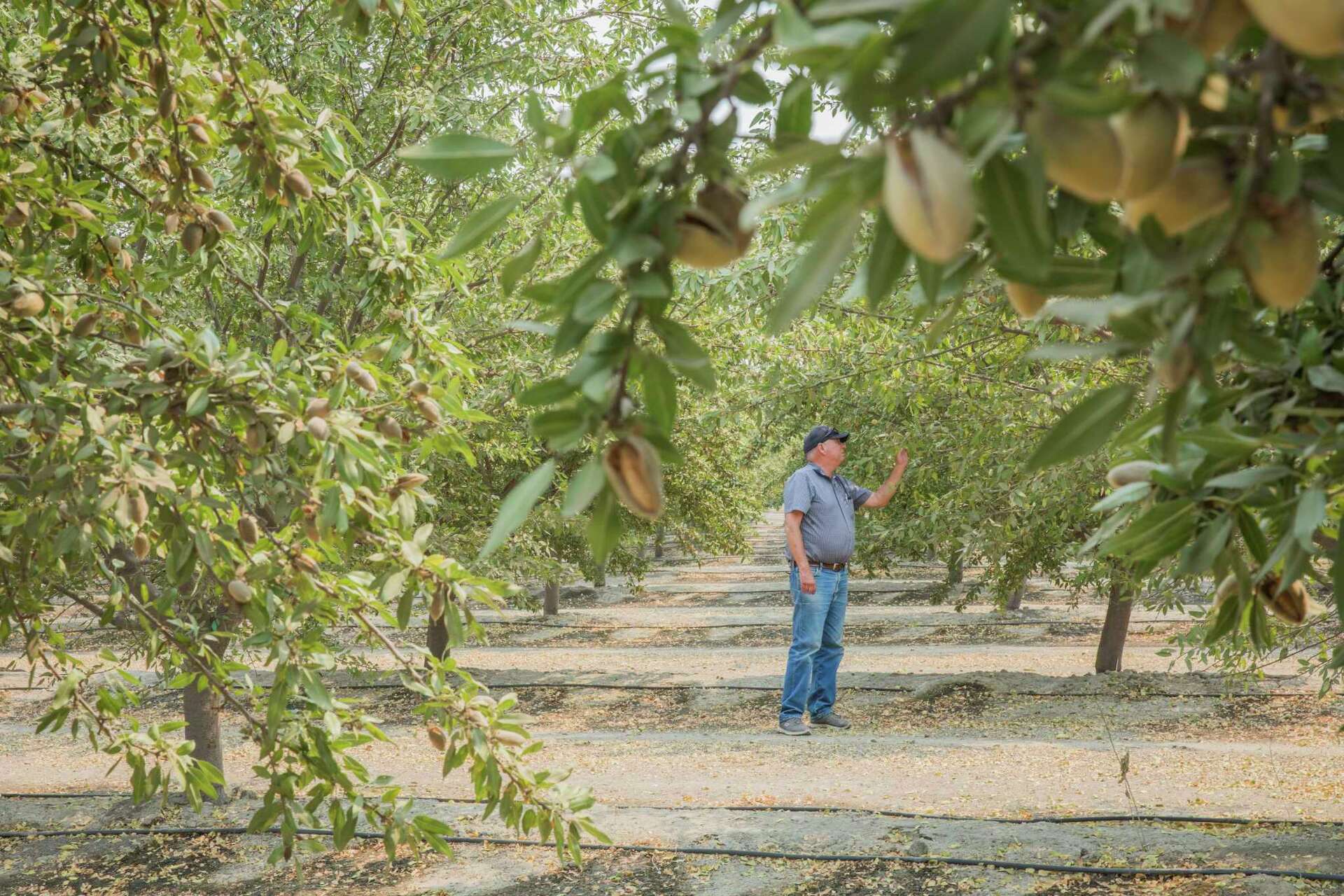California’s almond farms overwhelmed by rat infestation