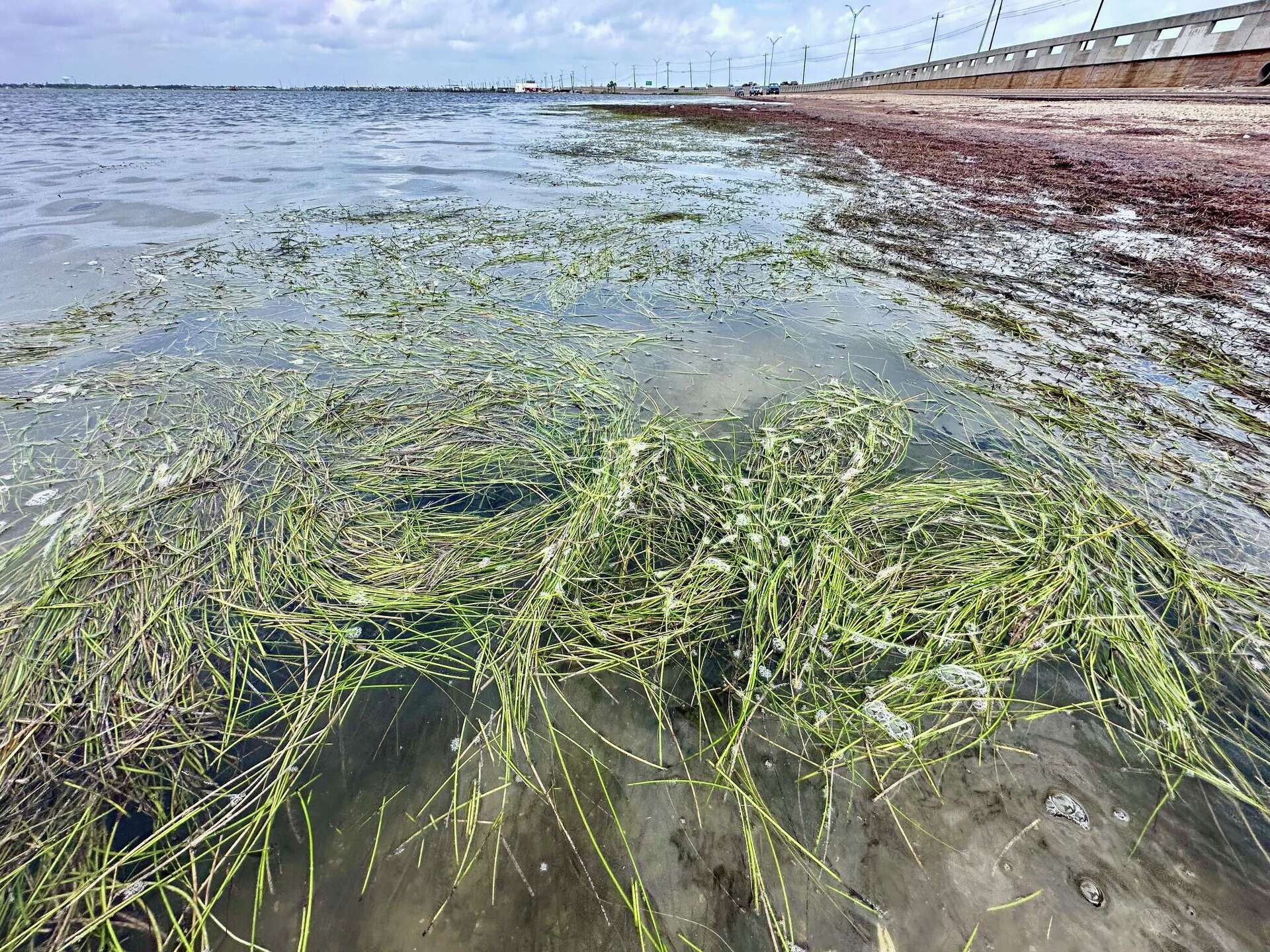 These mysterious white strands are washing up on Texas beaches