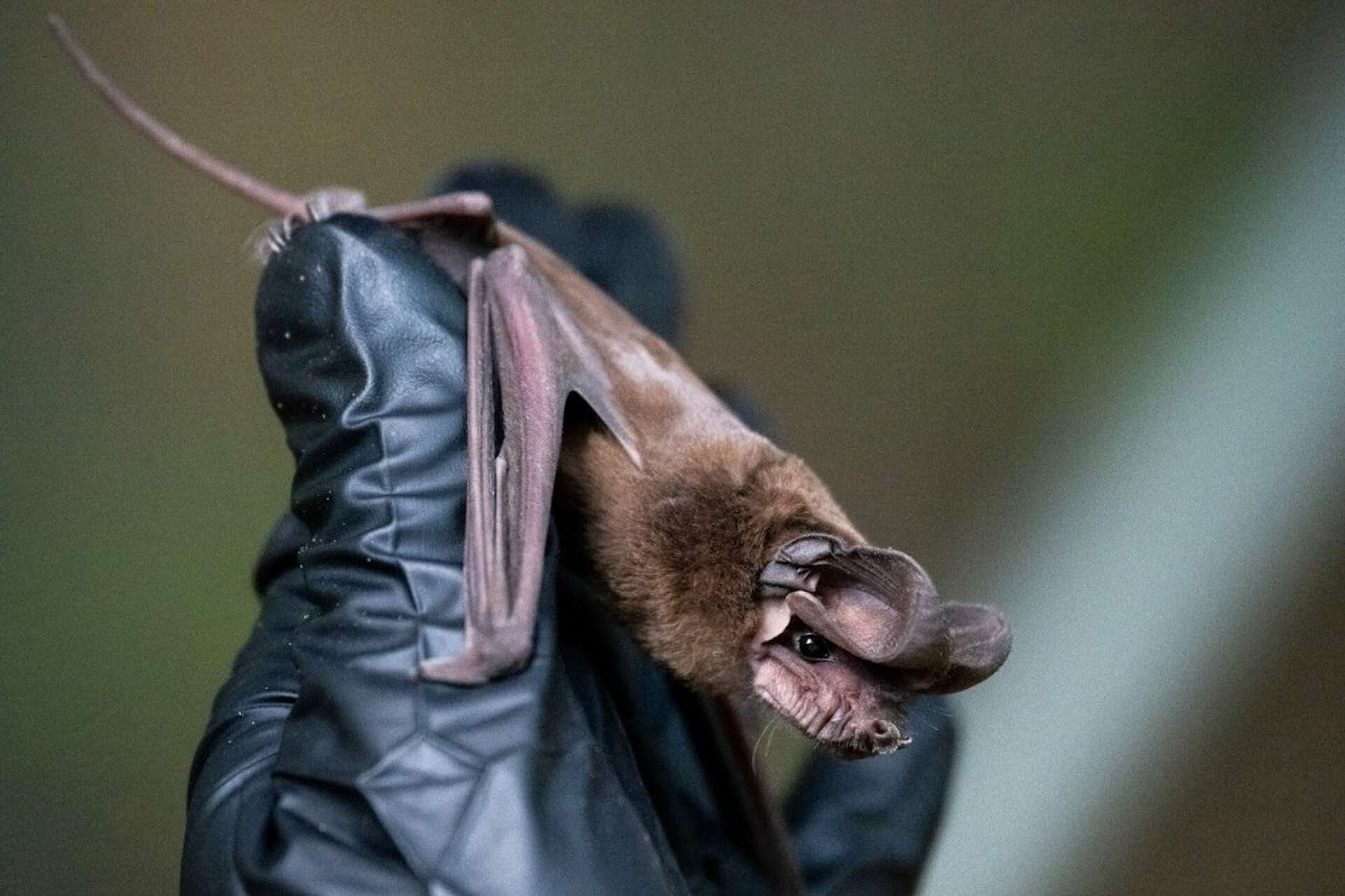 Hubble the Bat's 400-mile journey from West Texas to Austin