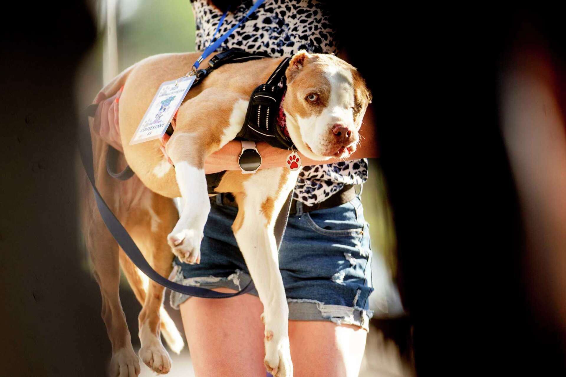 World’s Ugliest Dog Contest winner a hairless pooch named Petunia