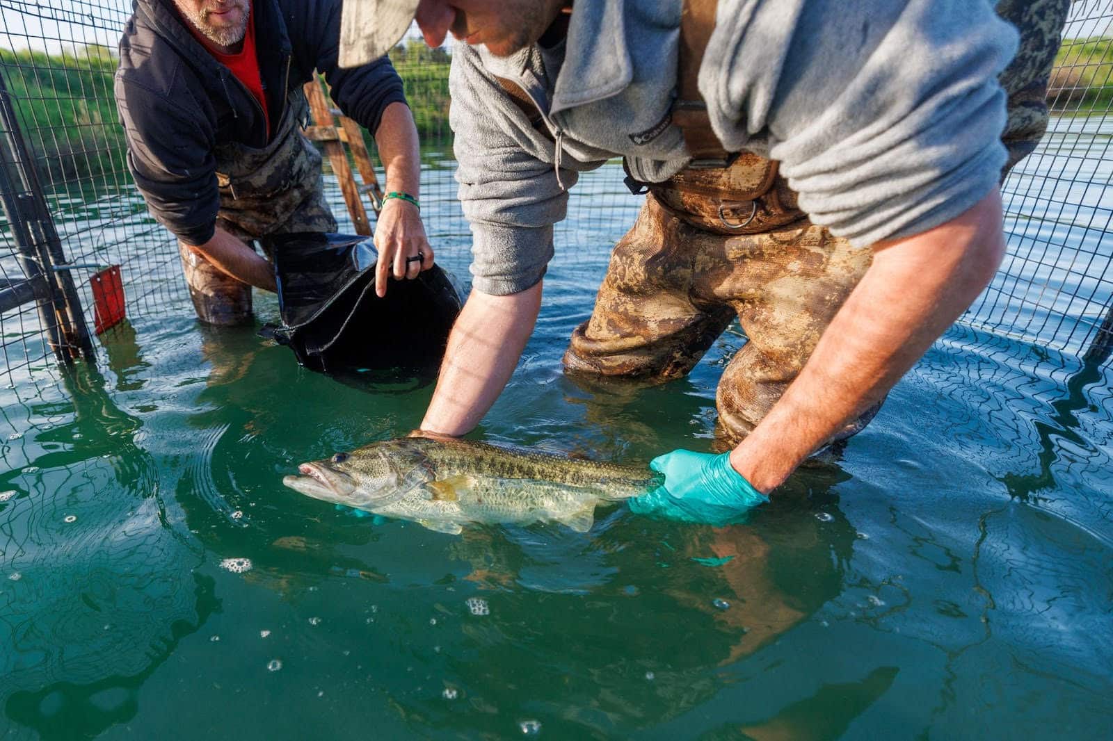 Arkansas Game and Fish Commission launches Legacy Lunker Program