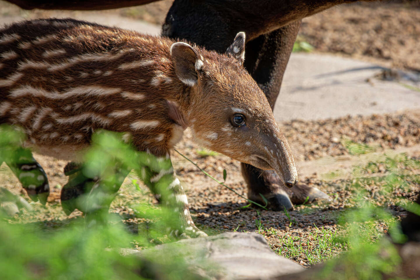 Houston Zoo introduces four new baby animals to its enclosures