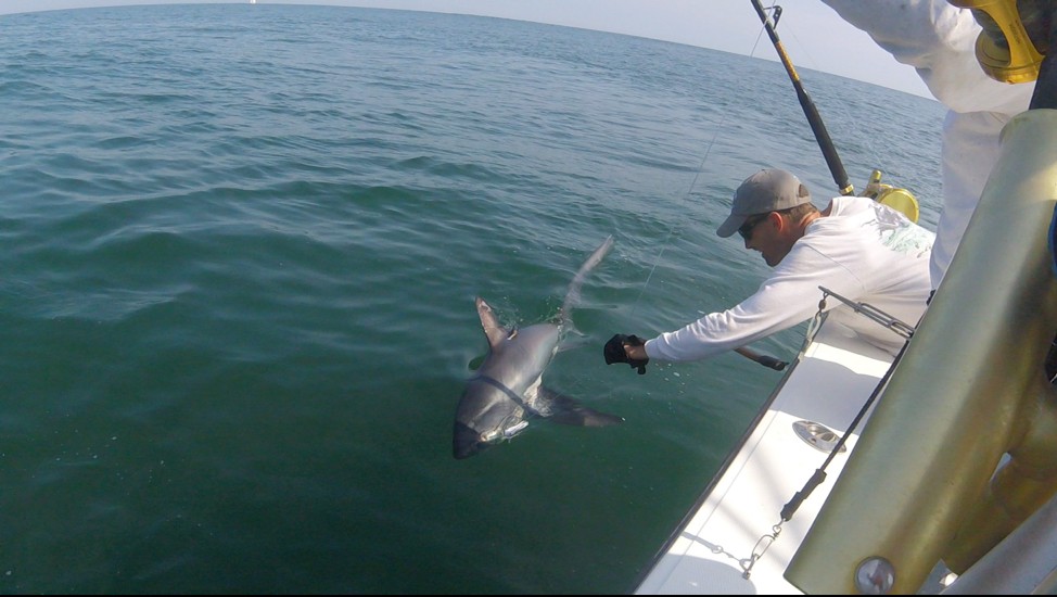 Thresher sharks a favorite catch in CT — but still have secrets