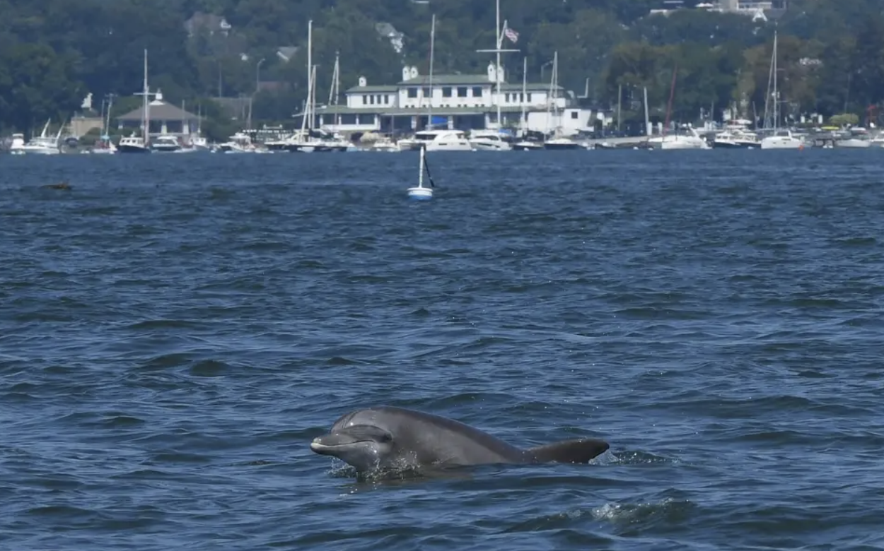 Dolphins in CT? Sightings spark hope for a cleaner Long Island Sound