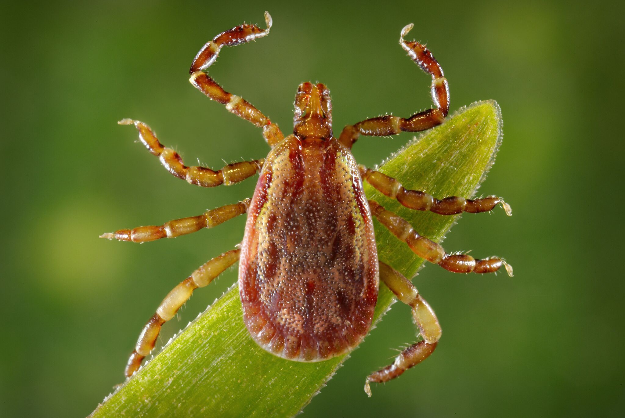 Study: 'Exotic' tick species from 7 countries 'hitchhiked' to CT