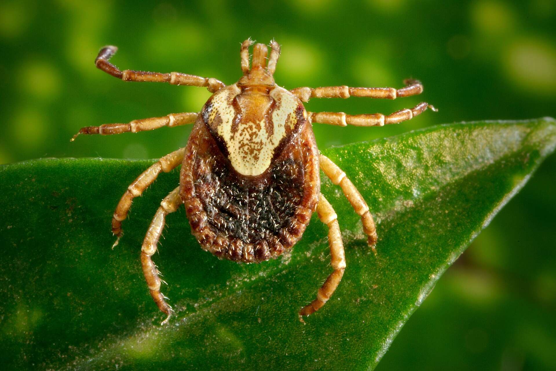 Study: 'Exotic' tick species from 7 countries 'hitchhiked' to CT