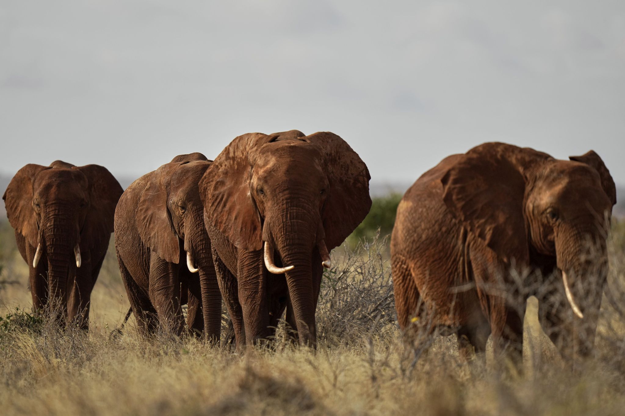 Tuesday is World Elephant Day. 5 things to know about the world's ...