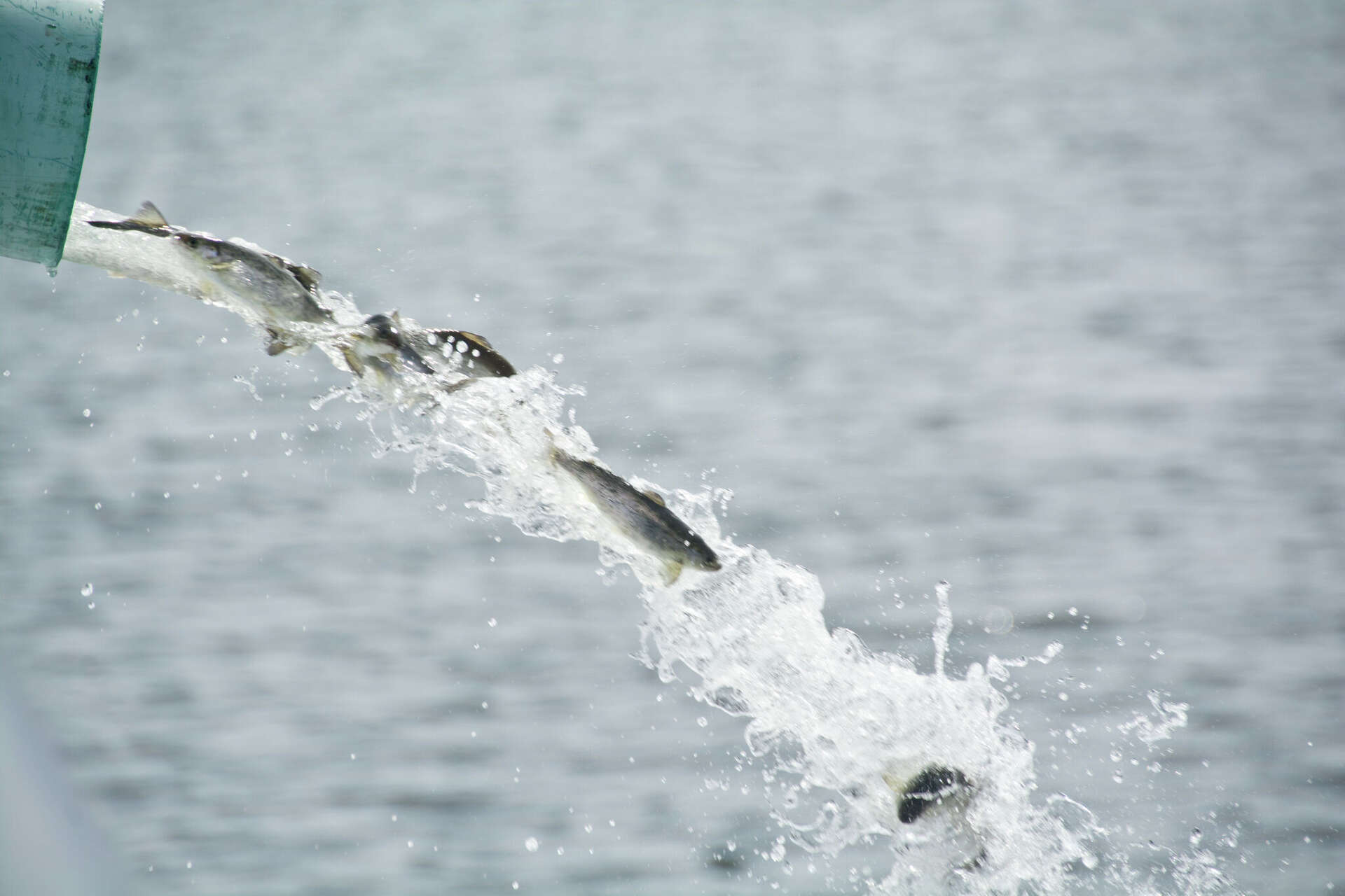 Michigan DNR stocks millions of fish, boosting fall fishing prospects