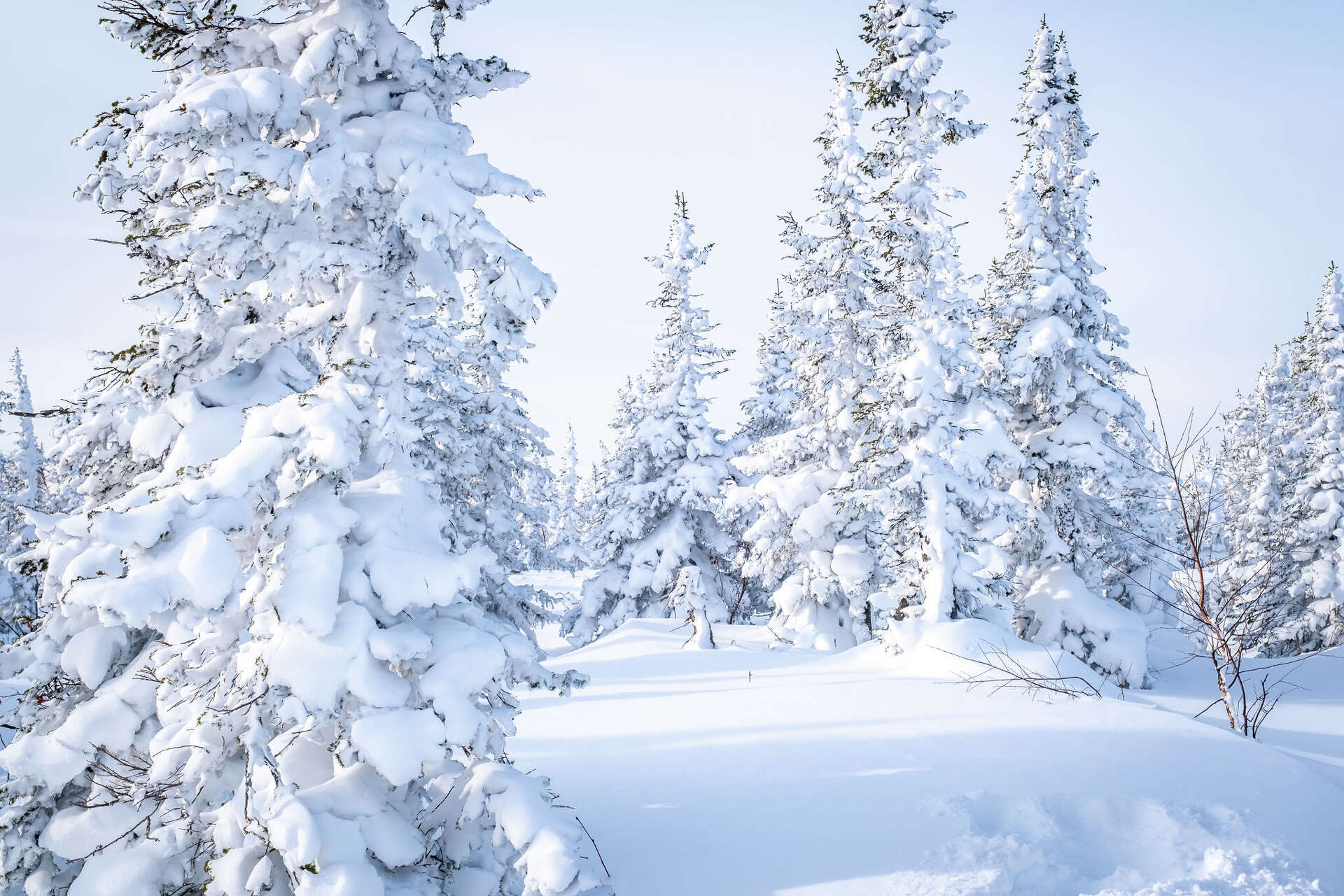 Farmers' Almanac predicts cold and snowy winter for Michigan