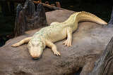 Claude the albino alligator turns 30 — here’s how S.F. is celebrating