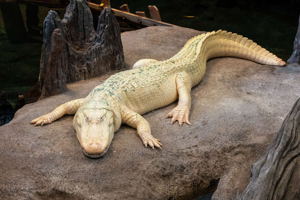 Claude the albino alligator turns 30 — here’s how S.F. is celebrating