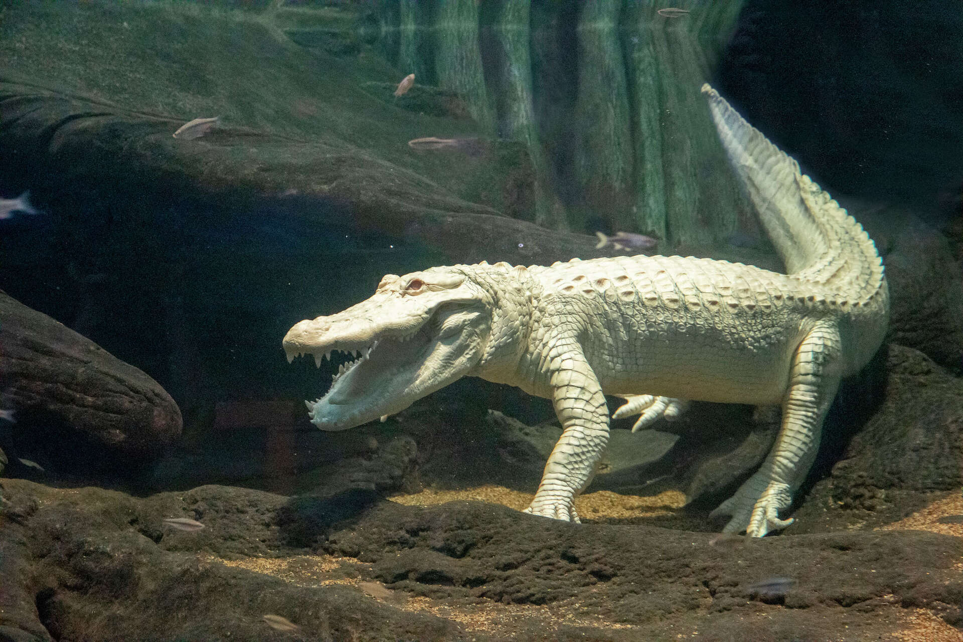 Claude the albino alligator turns 30 — here’s how S.F. is celebrating