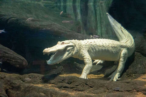 Claude the albino alligator turns 30 — here’s how S.F. is celebrating