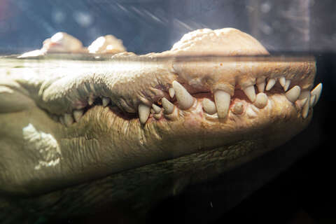 Claude the albino alligator turns 30 — here’s how S.F. is celebrating