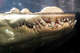 Claude the albino alligator turns 30 — here’s how S.F. is celebrating