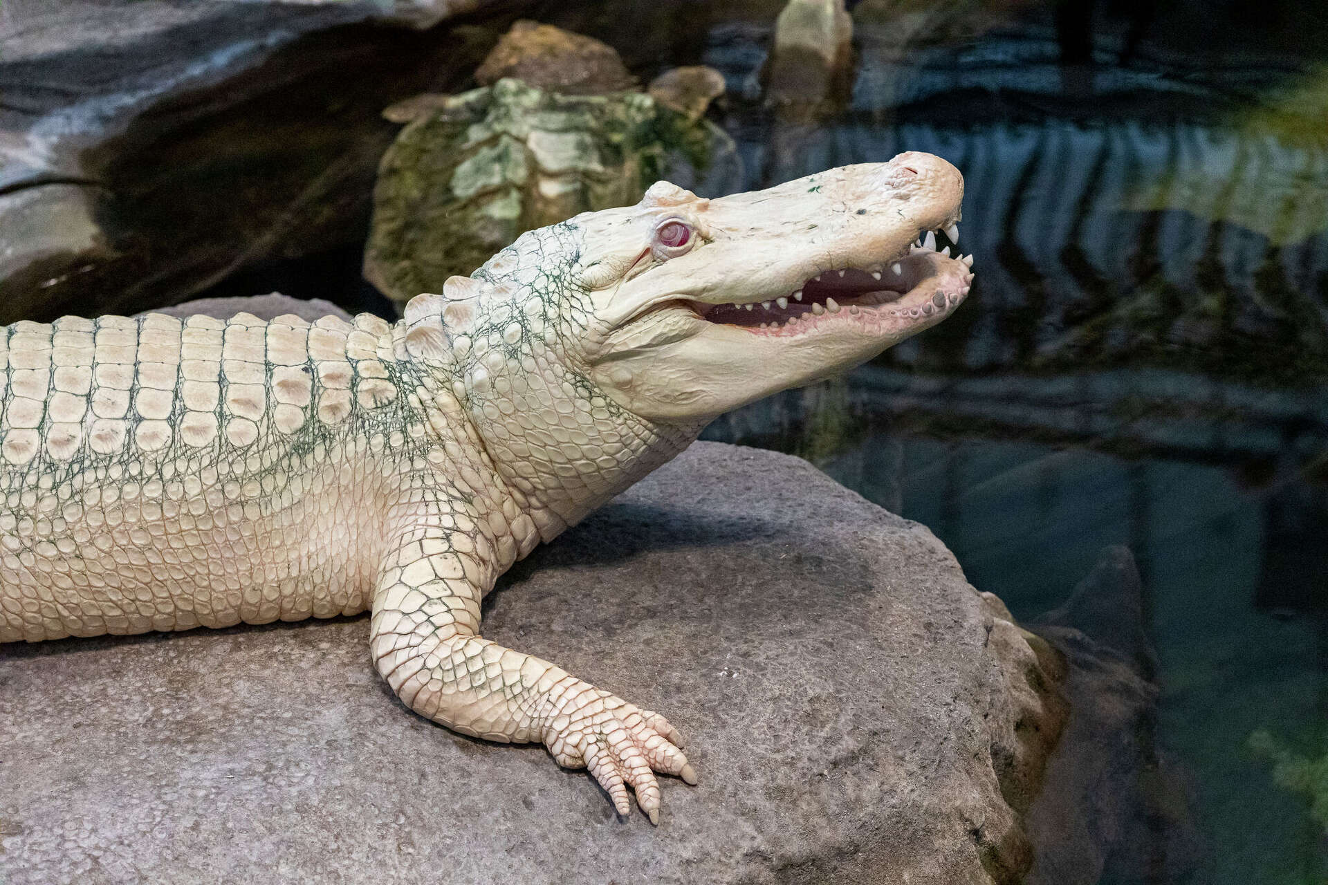 Claude the albino alligator turns 30 — here’s how S.F. is celebrating