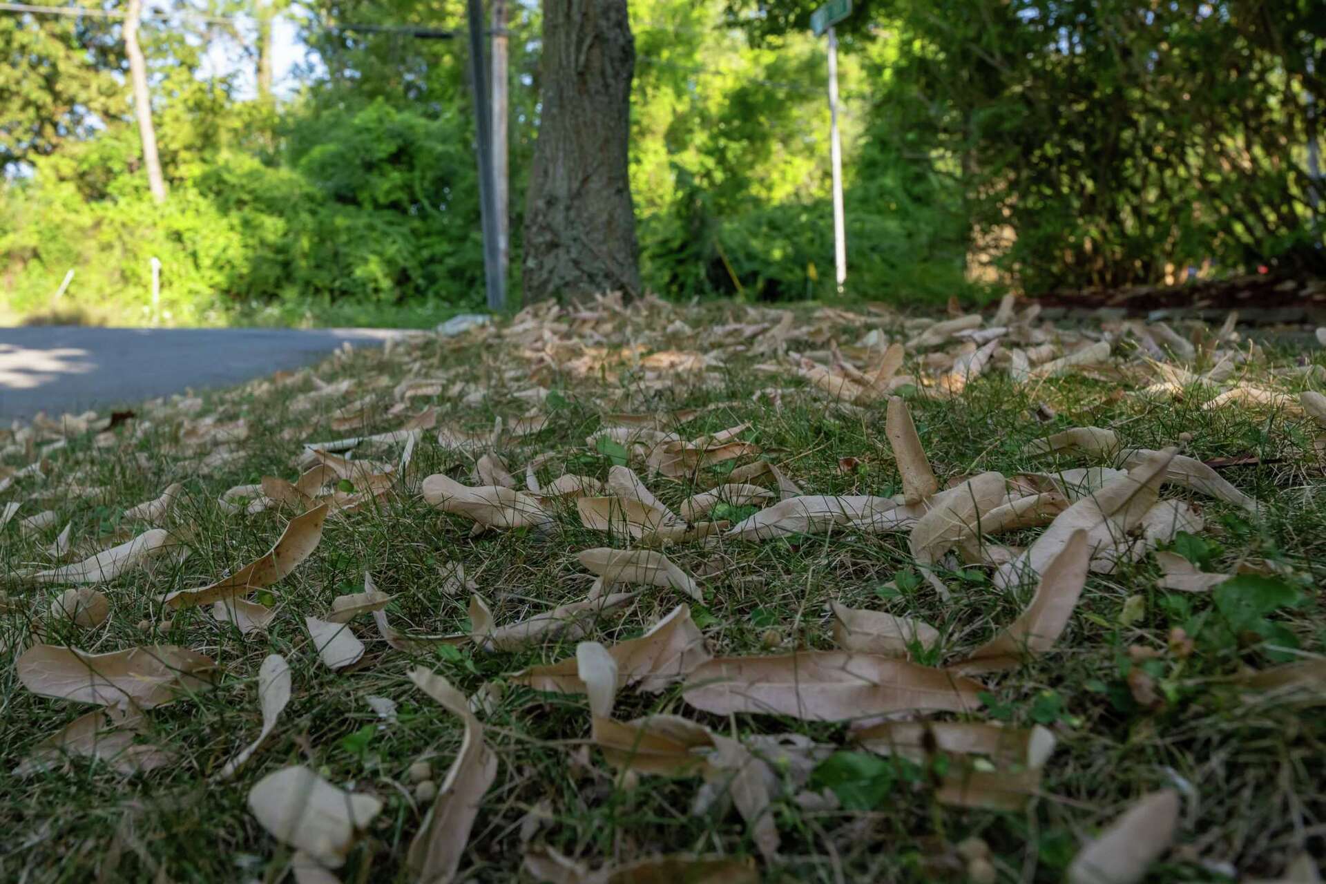 Despite falling leaves, distressing fungus, your trees aren't dead