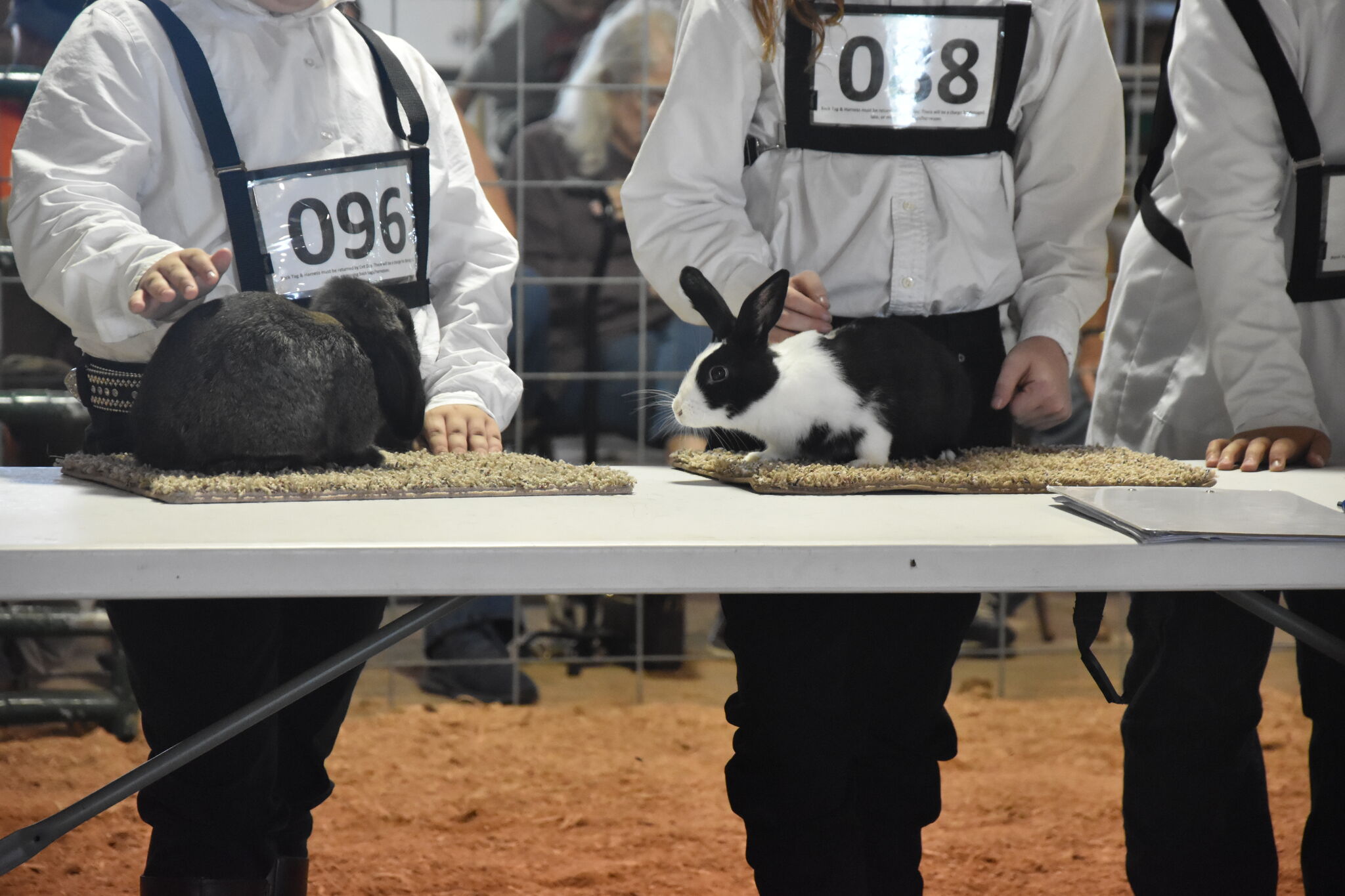 Manistee County Fair brings several classes of rabbit shows