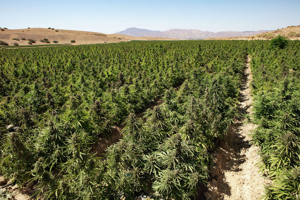 The man behind California's brand-new $15M weed ranch
