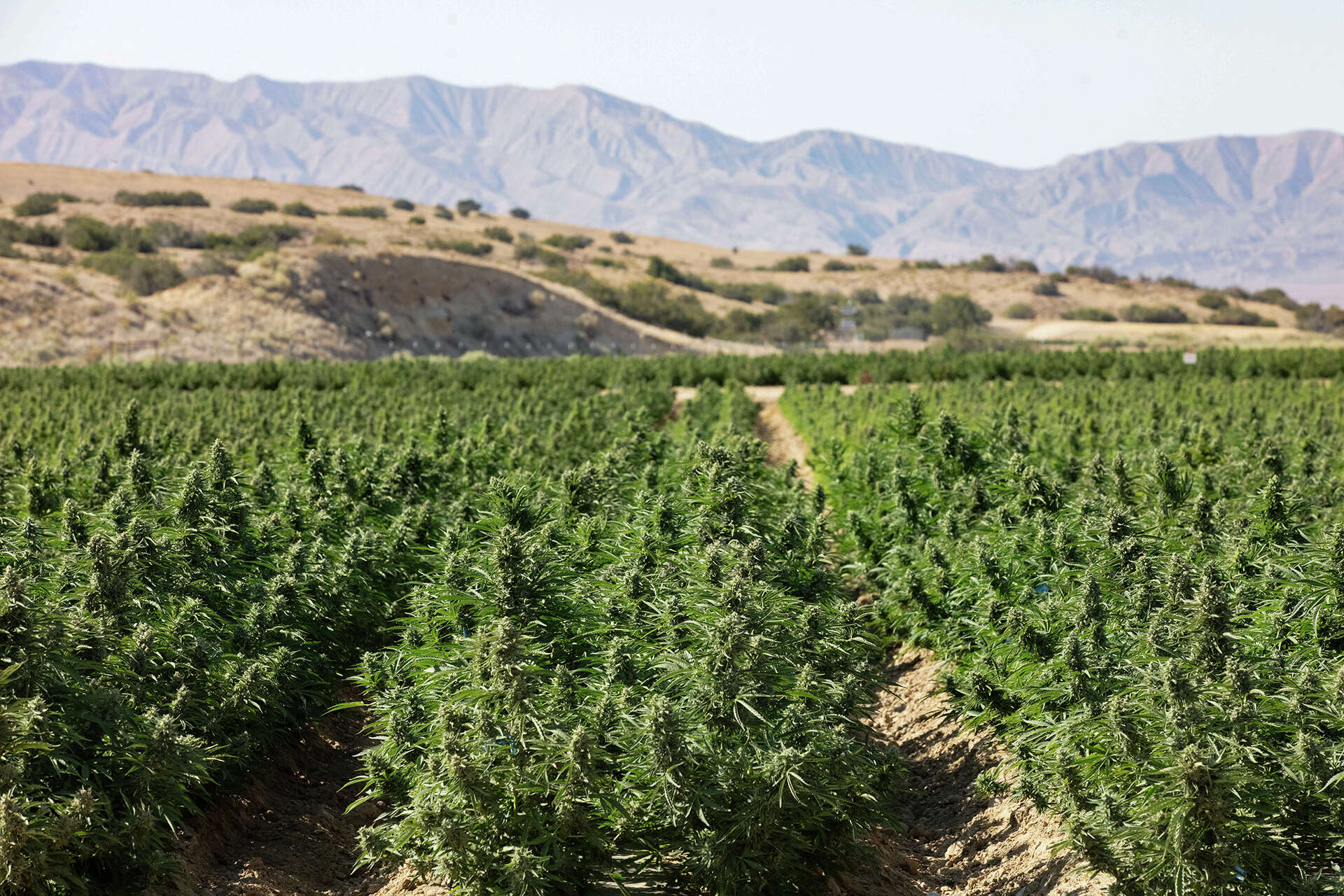 The man behind California's brand-new $15M weed ranch
