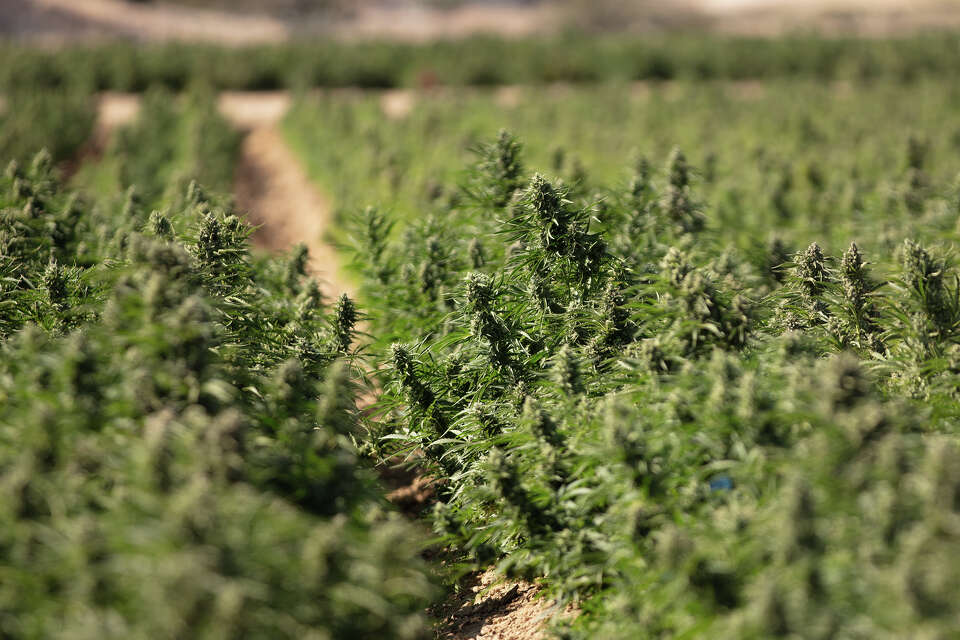 The man behind California's brand-new $15M weed ranch