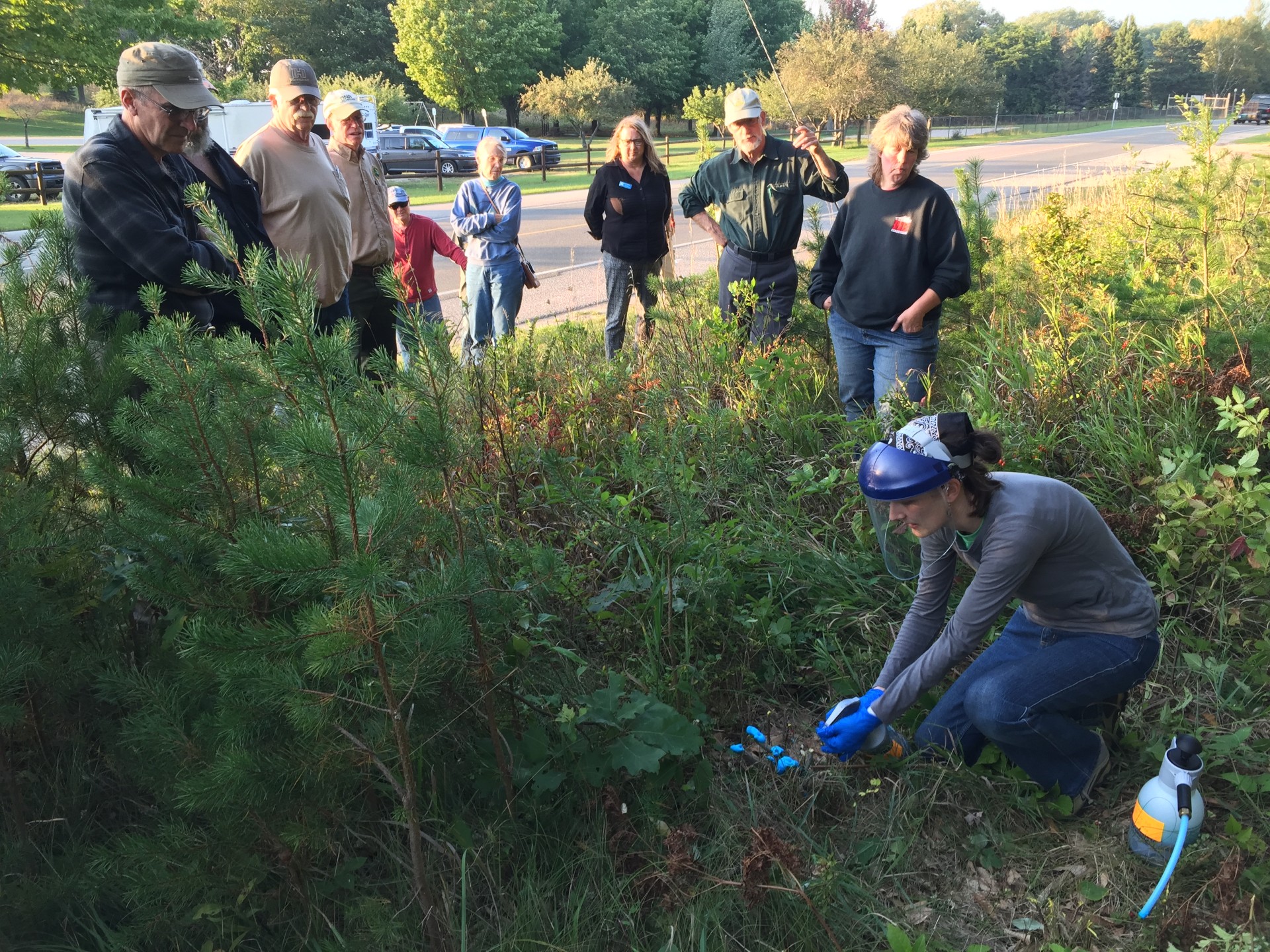 Invasive Species Network to host autumn olive workshops