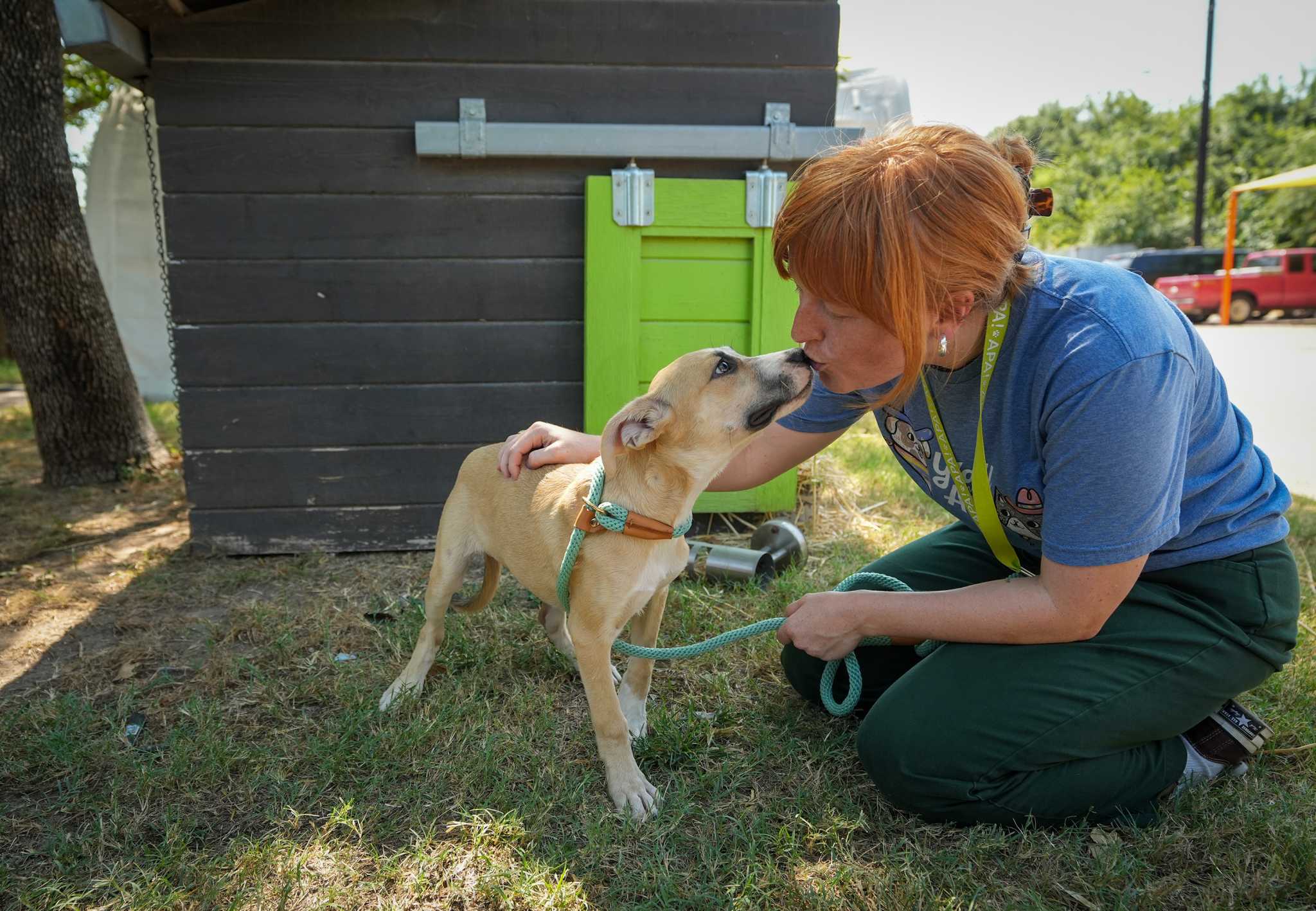 Austin Pets Alive! seeks fosters for 75 dogs ahead of freeze